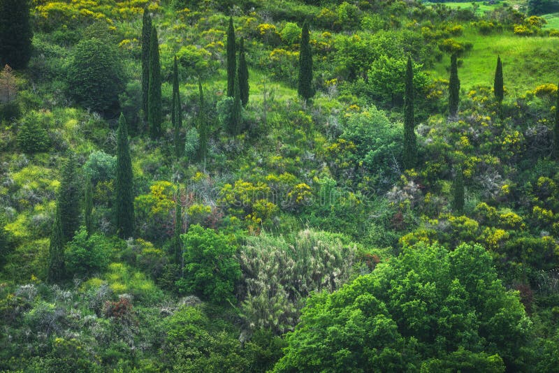 Vegetation with Cypresses in Spring in Tuscany. Abstract Background or ...