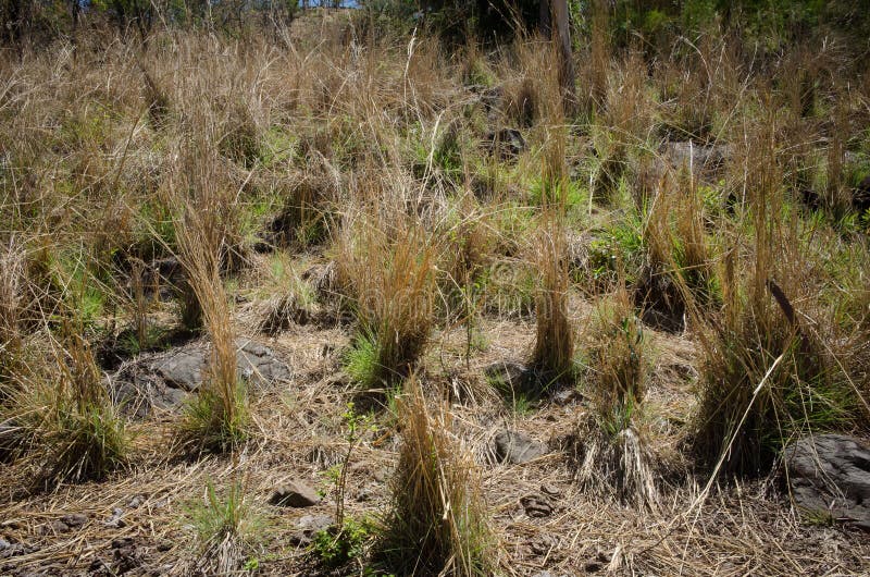 Vegetation in a Dry Environment Stock Image - Image of fennel ...