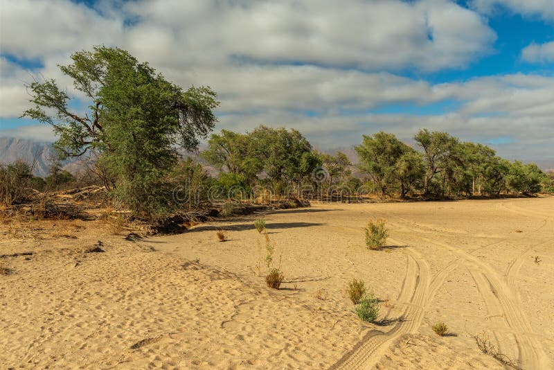 Vegetation on the Dry Ugab River, Namibia Stock Photo - Image of beauty ...