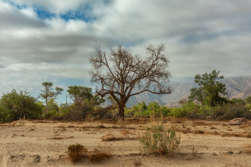 Vegetation on the Dry Ugab River, Namibia Stock Photo - Image of ...