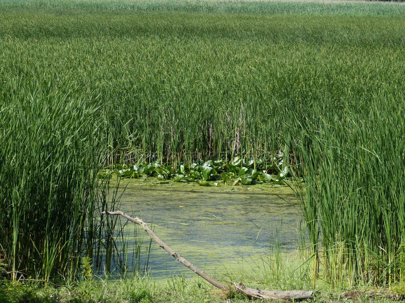 Vegetation, Ecosystem, Crop, Wetland Stock Image - Image of crop ...