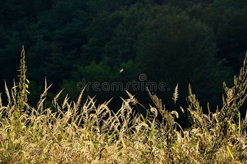 Vegetation, Ecosystem, Grass, Grass Family Picture. Image: 112201956