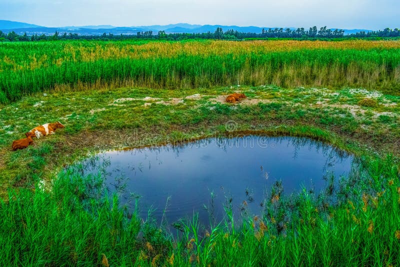 Vegetation, Ecosystem, Grassland, Nature Reserve Picture. Image: 135982962