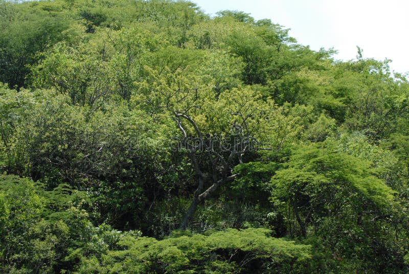 Vegetation, Ecosystem, Nature Reserve, Forest Picture. Image: 112678866