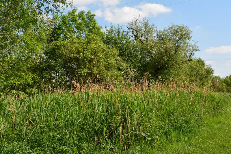 Vegetation, Ecosystem, Nature Reserve, Grass Picture. Image: 119766622