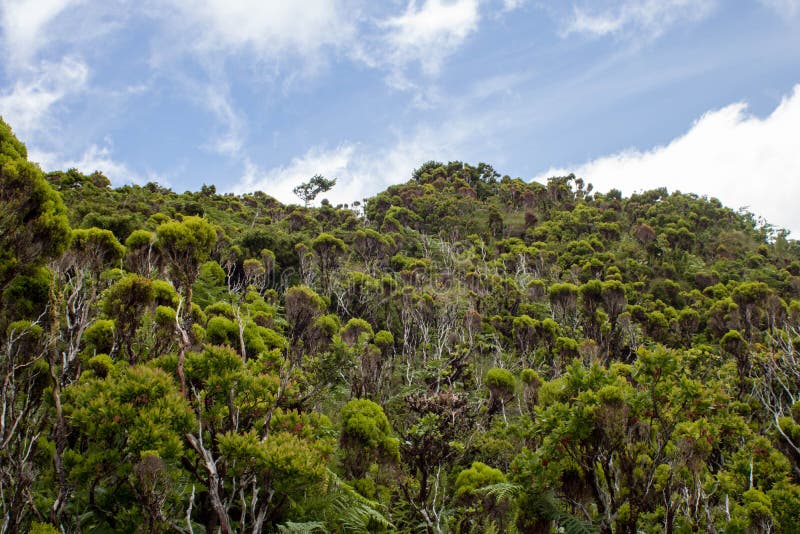 Vegetation, Ecosystem, Nature Reserve, Rainforest Picture. Image: 132861640