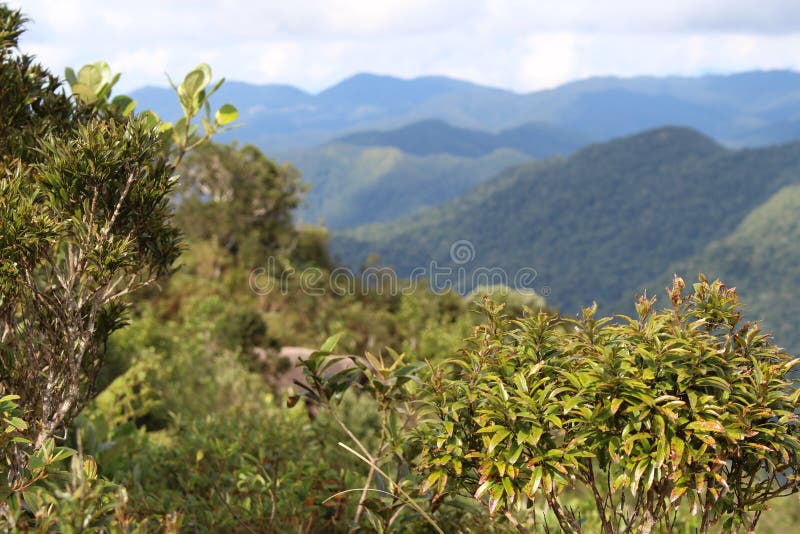 Vegetation, Ecosystem, Nature Reserve, Shrubland Picture. Image: 113149562