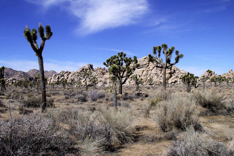 Vegetation, Ecosystem, Shrubland, Sky Picture. Image: 110615076