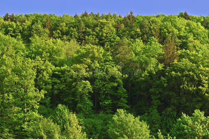 Vegetation, Ecosystem, Temperate Broadleaf And Mixed Forest, Tropical ...