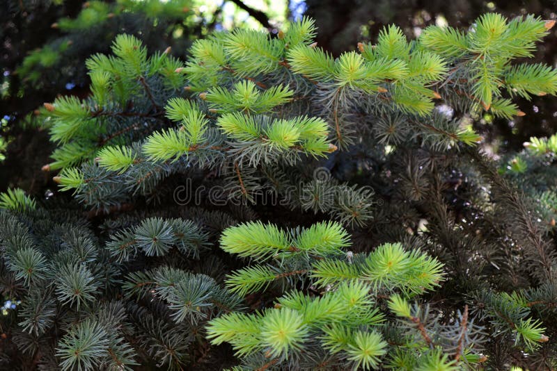 Vegetation, Ecosystem, Tree, Pine Family Picture. Image: 135982174