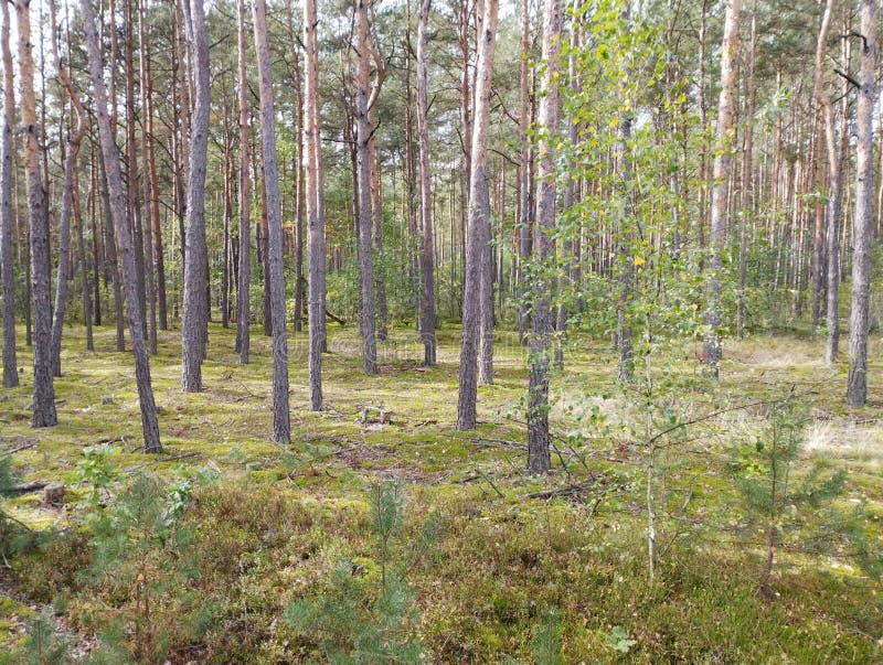 Forest edge stock photo. Image of wilderness, trail - 257952442