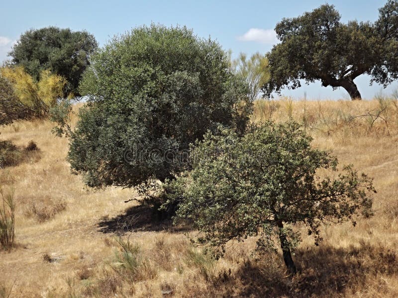 Vegetation in the Extremadura - Spain Stock Image - Image of typical ...