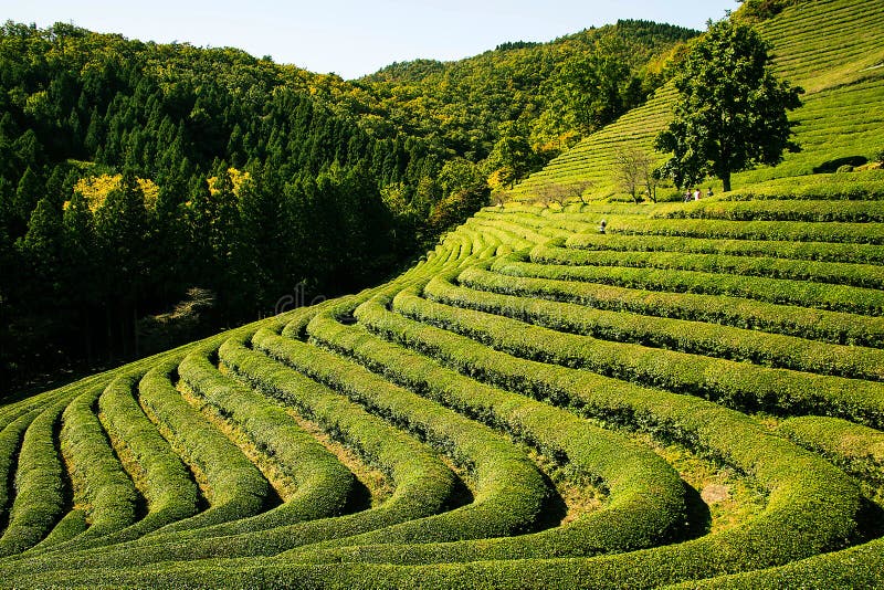 Vegetation, Field, Agriculture, Hill Station Picture. Image: 110549566