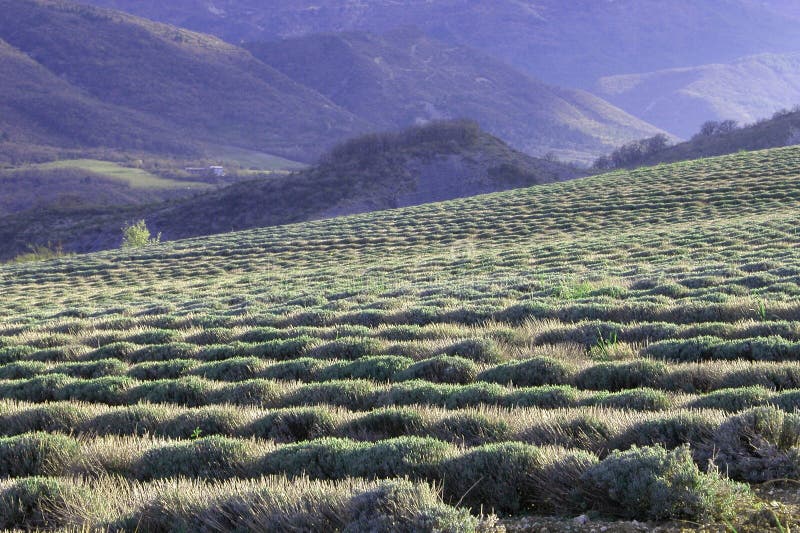 Vegetation, Field, Highland, Crop Picture. Image: 115316367
