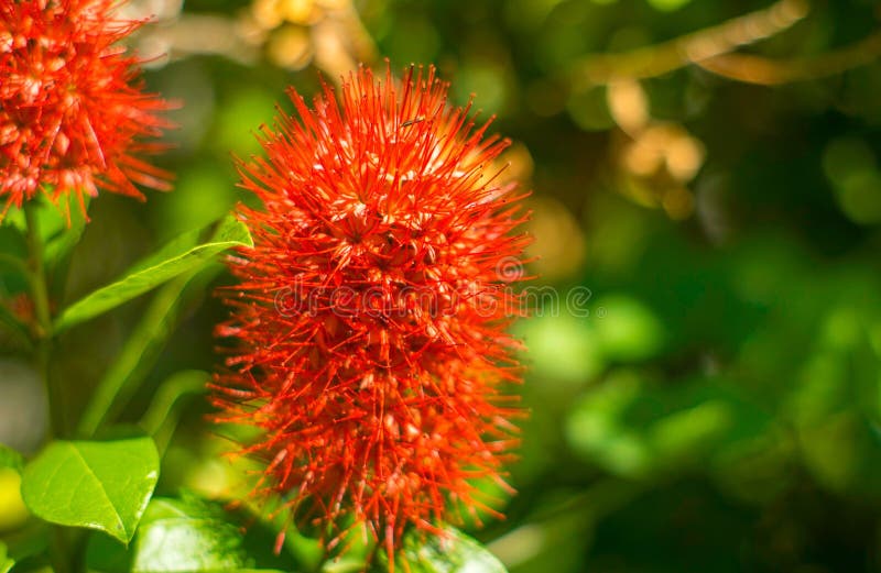 Rambutan, Vegetation, Flora, Plant Picture. Image: 132949214