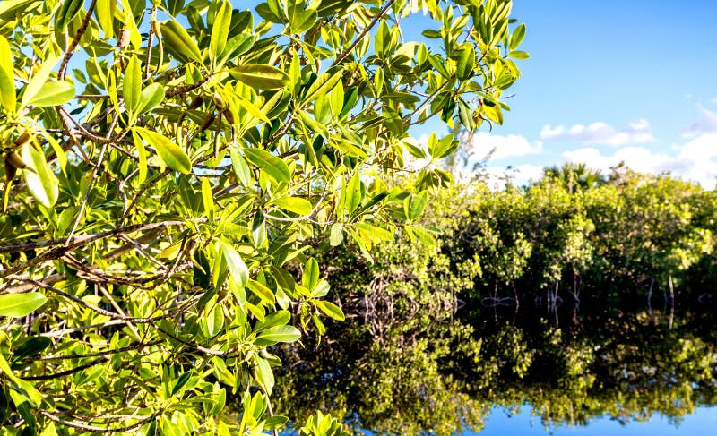 Vegetation of Florida Everglades Swamps Stock Image - Image of boat ...