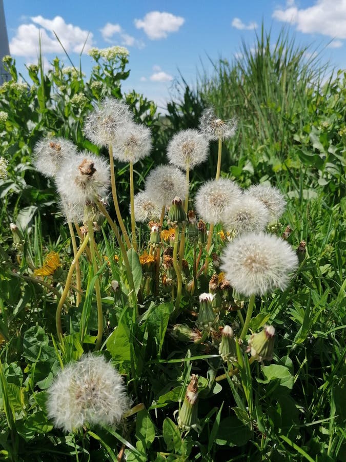 Vegetation with Flowering Dandelions Stock Photo - Image of spring ...