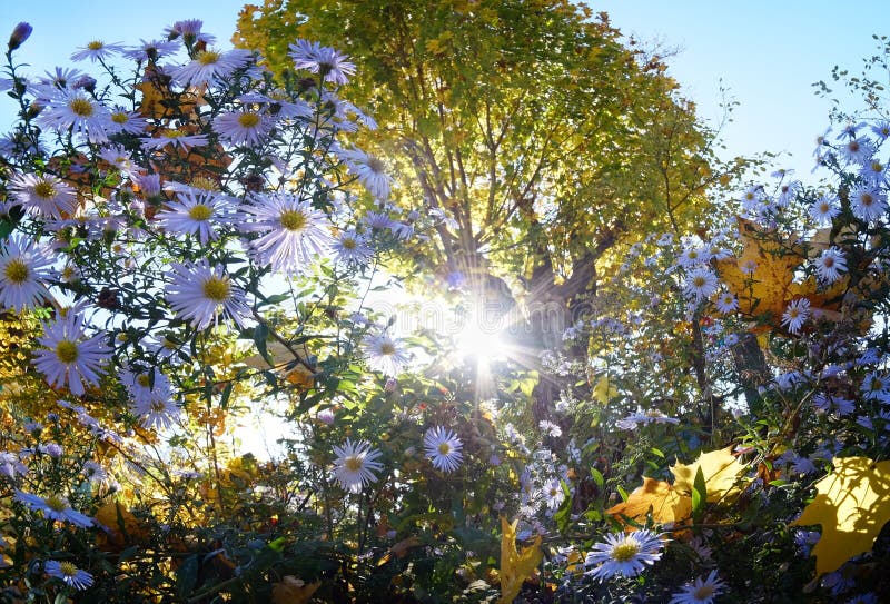 Vegetation in the garden stock photo. Image of illumination - 129896922