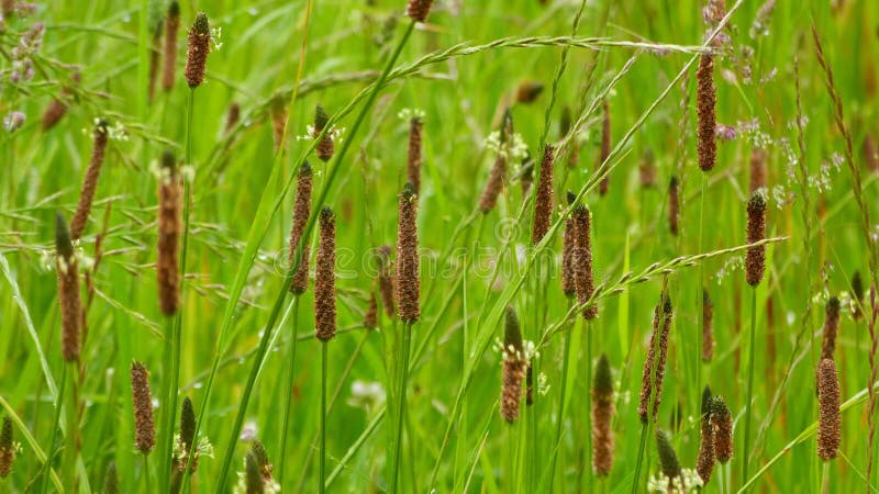 Vegetation, Grass, Grass Family, Ecosystem Picture. Image: 135689824