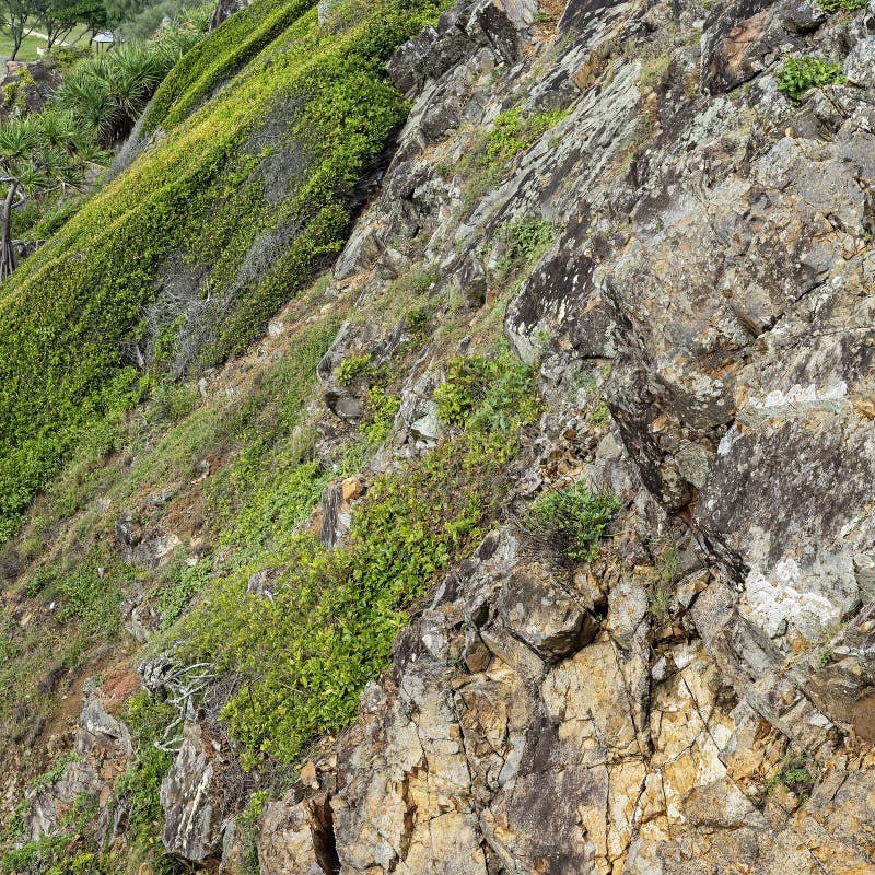Vegetation Growing in the Sand. Stock Image - Image of botany ...