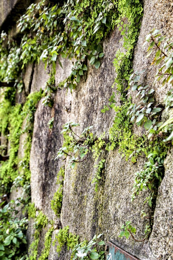 Vegetation Growing between the Stones of a Wall Stock Photo - Image of ...