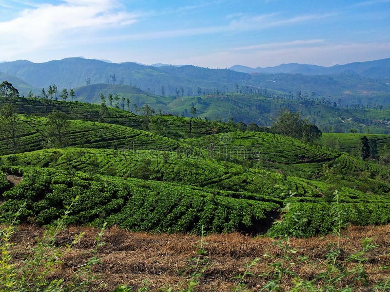 Vegetation, Highland, Agriculture, Hill Station Stock Photo - Image of ...