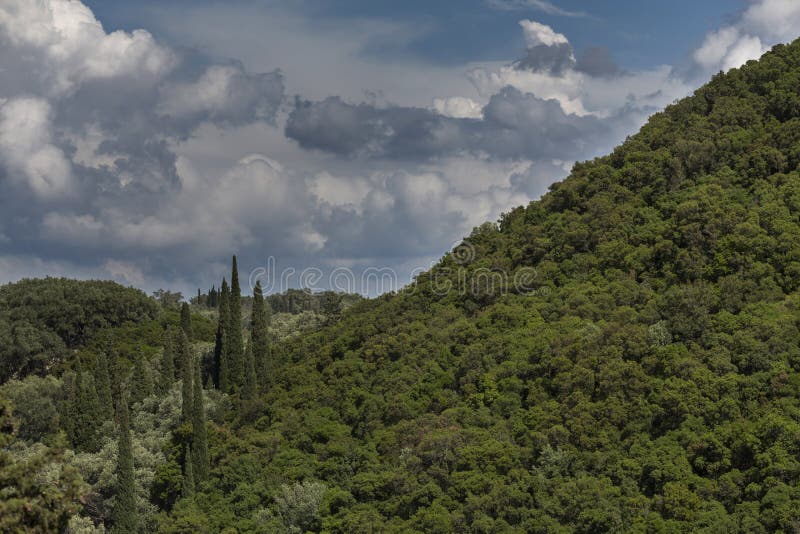 Vegetation on the Island of Corfu, Greece Stock Image - Image of ...
