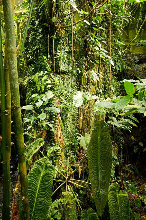Vegetation in the jungle stock image. Image of environment - 93743839