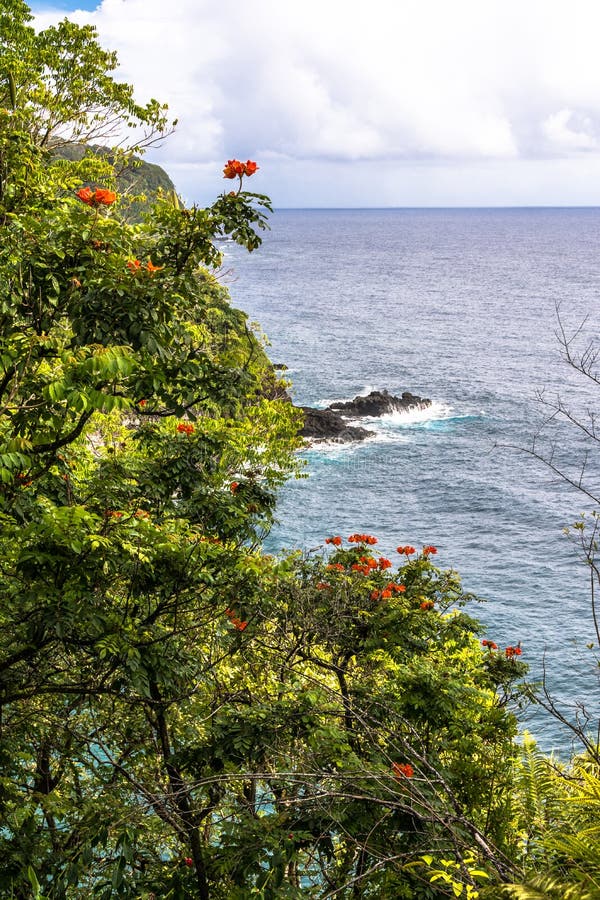 Vegetation in Maui, Hawaii stock photo. Image of creek - 57665696