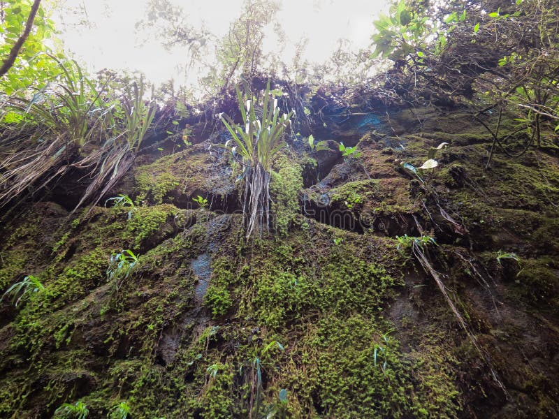 Vegetation and Moss on Cliff Stock Photo - Image of moss, tropical ...