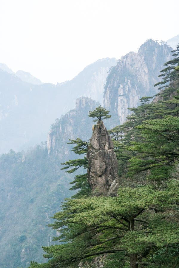Vegetation, Mountain, Mountainous Landforms, Tree Picture. Image: 124419670