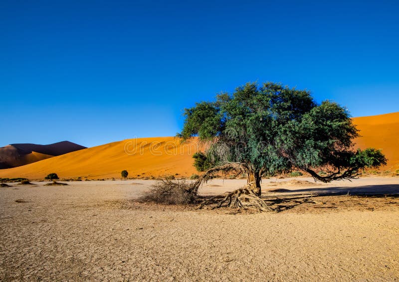 Plants and Trees at the Namib Desert in Namibia Stock Image - Image of ...