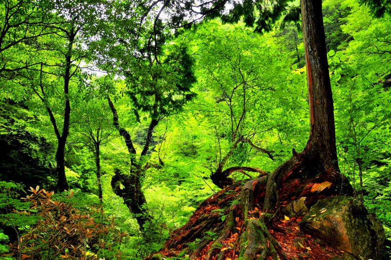 Vegetation, Nature, Ecosystem, Forest Picture. Image: 122701523