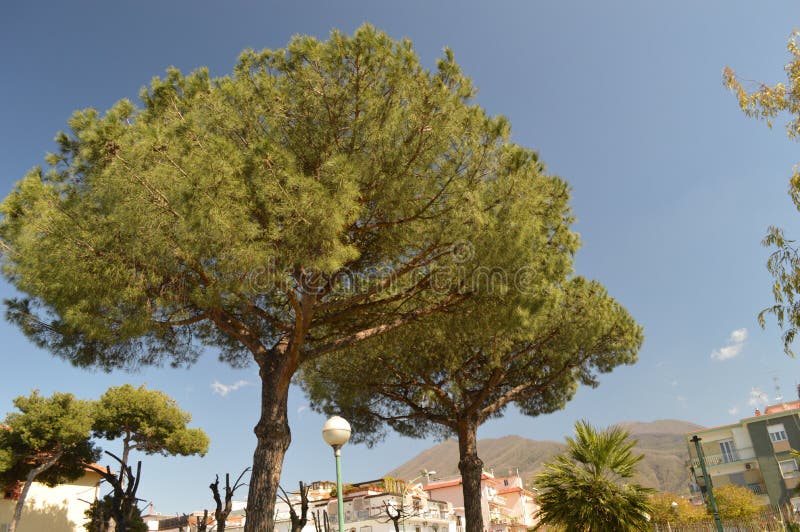 Mediterranean pine tree stock photo. Image of tree, pine - 113576950