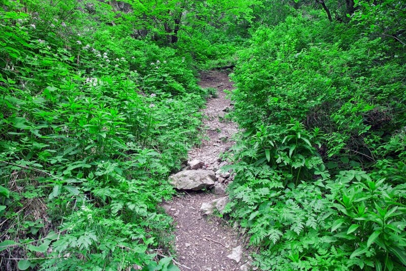 Vegetation path stock image. Image of idaho, path, trees - 24813159