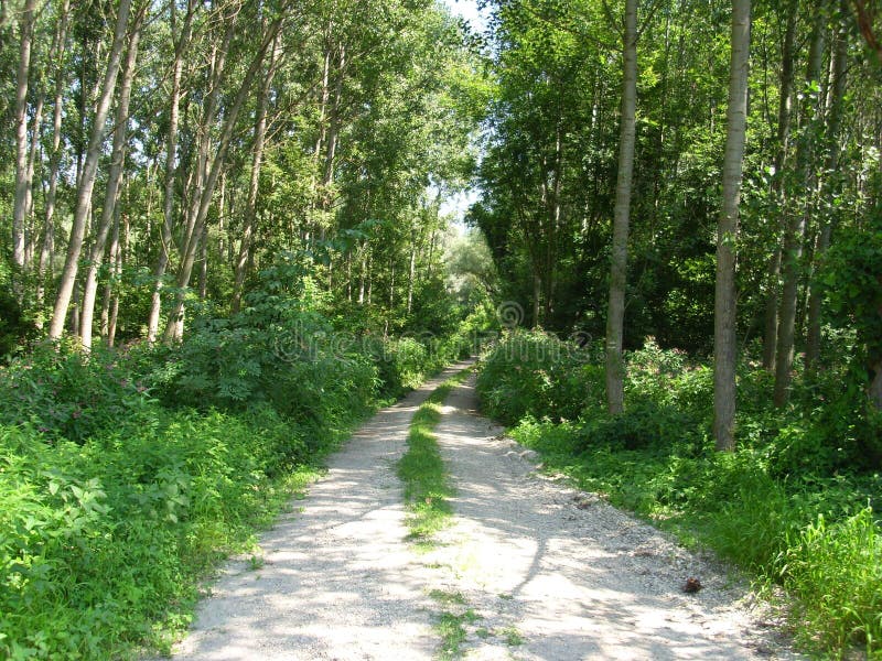 Vegetation, Path, Ecosystem, Nature Reserve Picture. Image: 124772029