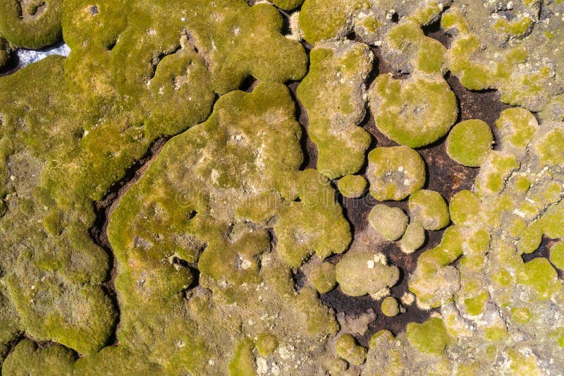 Vegetation in the Peruvian Highlands Stock Photo - Image of flakes ...