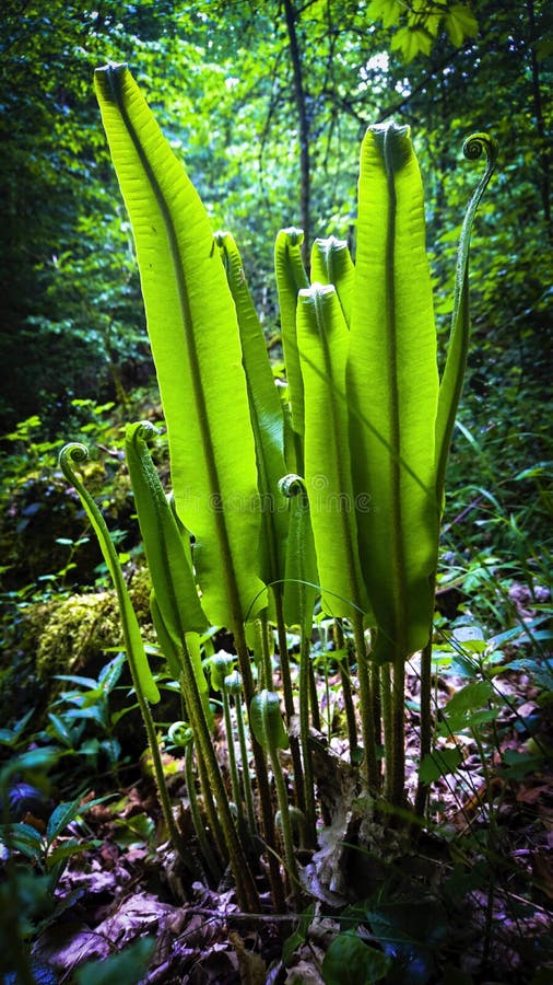 Vegetation, Plant, Flora, Ecosystem Picture. Image: 119766977