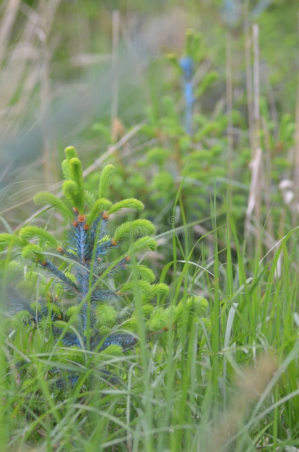 Vegetation, Plant, Flora, Leaf Stock Image - Image of herb, plant ...