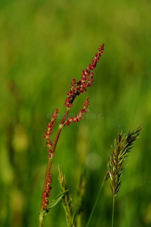 Vegetation, Plant, Grass Family, Grass Picture. Image: 114790912