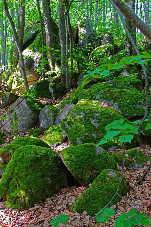 Vegetation, Plant, Nature, Green Picture. Image: 131165175