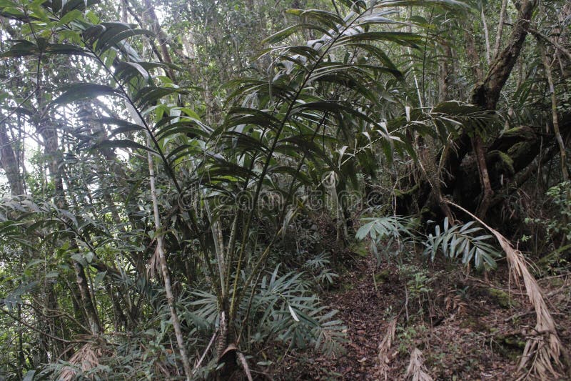 Vegetation in the Rainforest Sumatra Stock Photo - Image of spruce ...