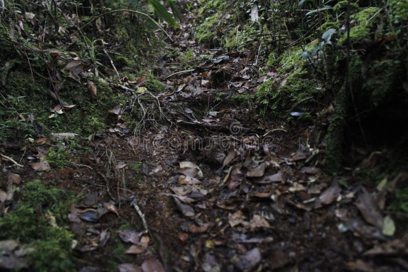 Vegetation in the Rainforest Sumatra Stock Image - Image of stream ...
