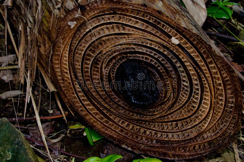 Vegetation at Red Frog Beach, Bocas Del Toro, Panama Stock Photo ...