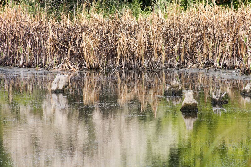 Vegetation, Reeds and Tree Trunks Reflected Stock Image - Image of park ...