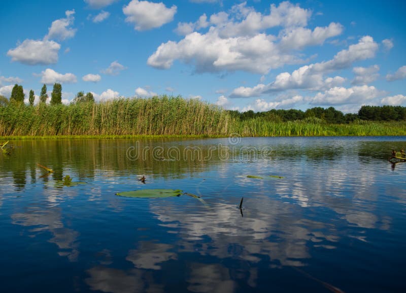 Vegetation on river stock photo. Image of botany, nature - 33754762