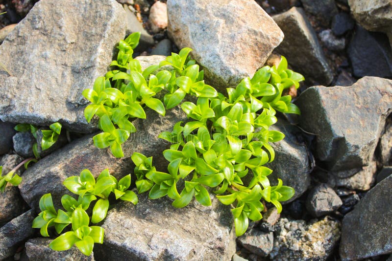 The Vegetation on the Rocks Stock Image - Image of texture, stone: 94576233