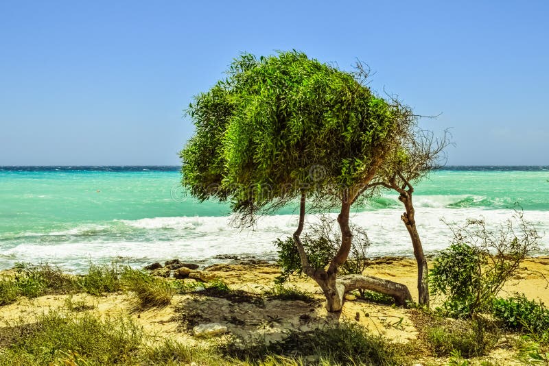 Vegetation, Sea, Tree, Shore Stock Image - Image of coast, grass: 125017291