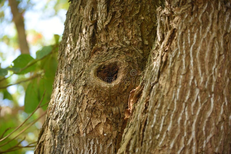 Vegetation by the Sea, Tropical Forest Wild Native Forest Stock Image ...