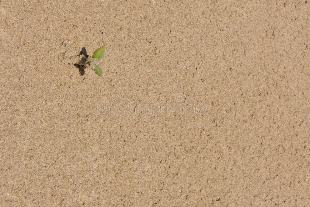 Vegetation Shoots Growing Alone Stock Photo - Image of grow, seed ...